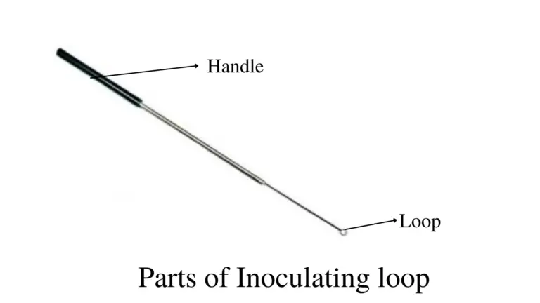 Inoculating Loop: Types and Uses • Microbe Online Inoculating Loop: Types and Uses • Microbe Online