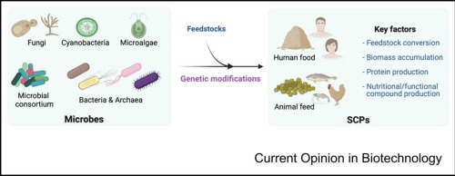 Single Cell Protein Scp Sources And Applications • Microbe Online