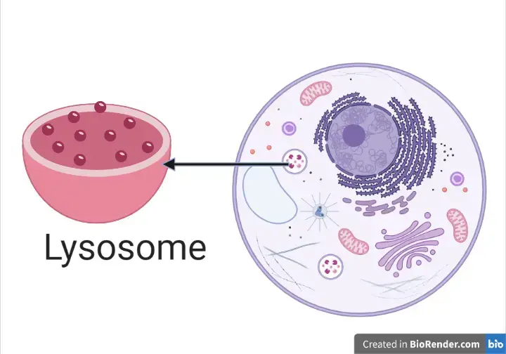 Lysosome: Structure and Function • Microbe Online Lysosome: Structure and Function • Microbe Online